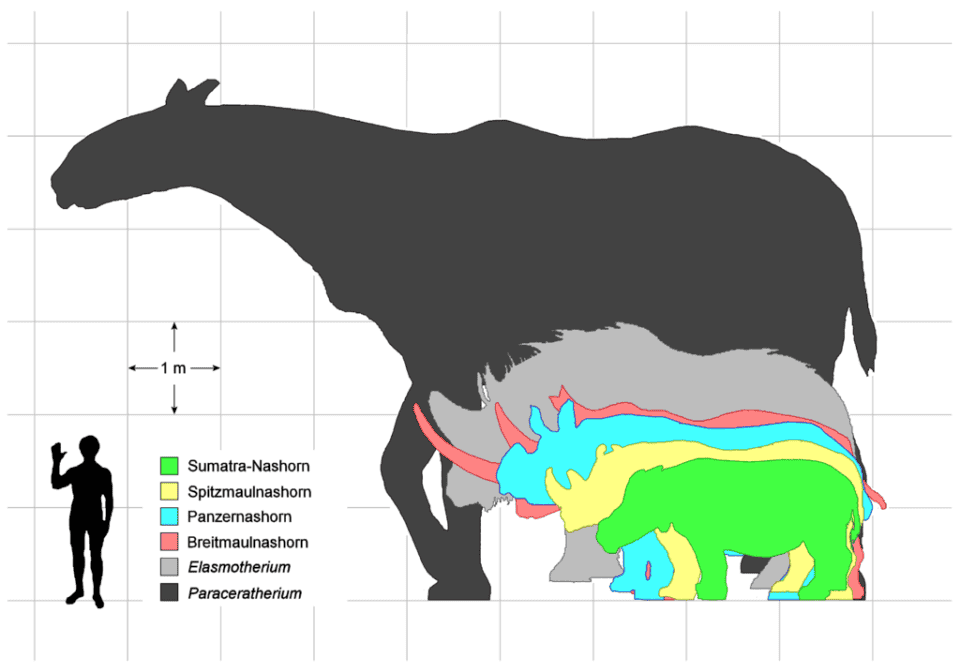 The Largest Land Mammal Ever Recorded on Earth - AATG