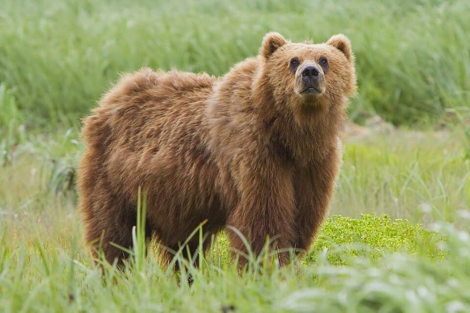 The Top 20 Most Bear Infested Areas in the World - Animals Around The Globe