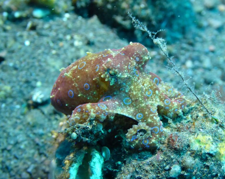 Exploring the Mysteries and Dangers of the Blue-Ringed Octopus ...