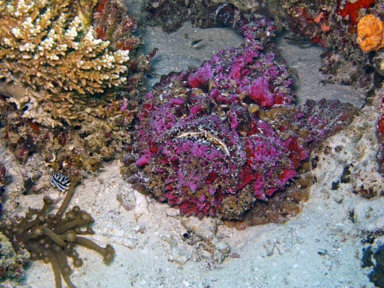 Everything You Need to Know About Treating a Stonefish Sting - Animals ...