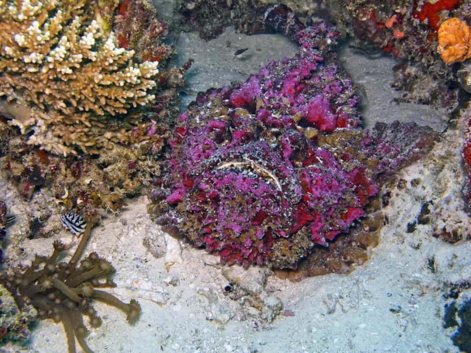 Everything You Need to Know About Treating a Stonefish Sting - Animals ...