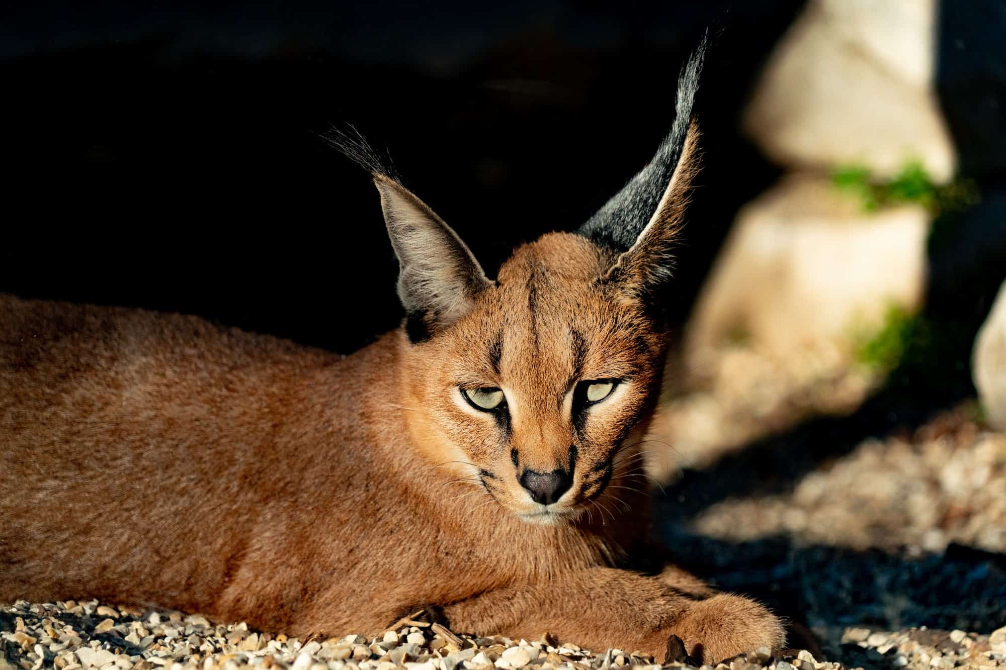 Die 15 faszinierendsten Großkatzen der Welt - Tiere rund um den Globus