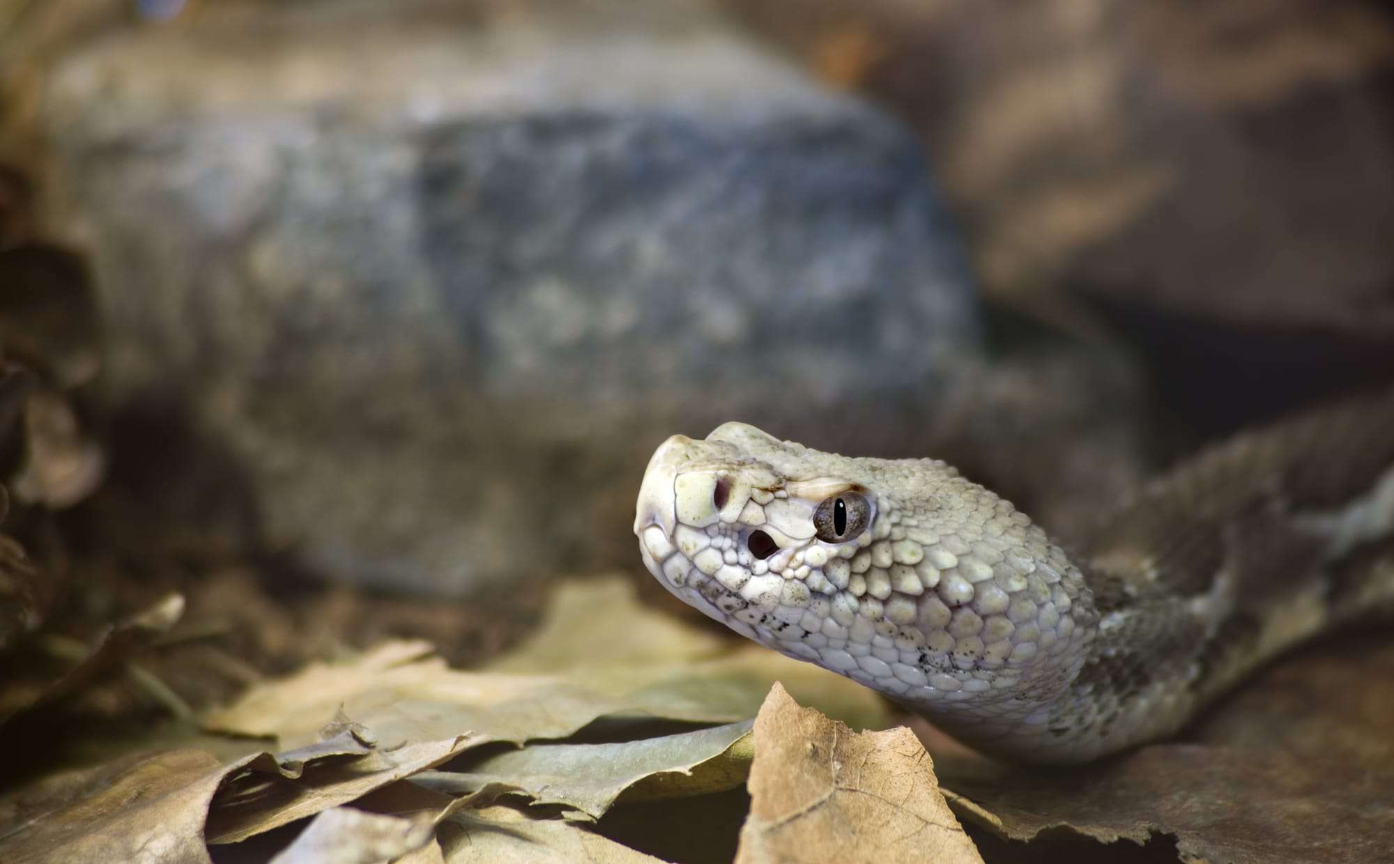 Discover Timber Rattlesnake Spiritual Meaning - Animals Around The Globe