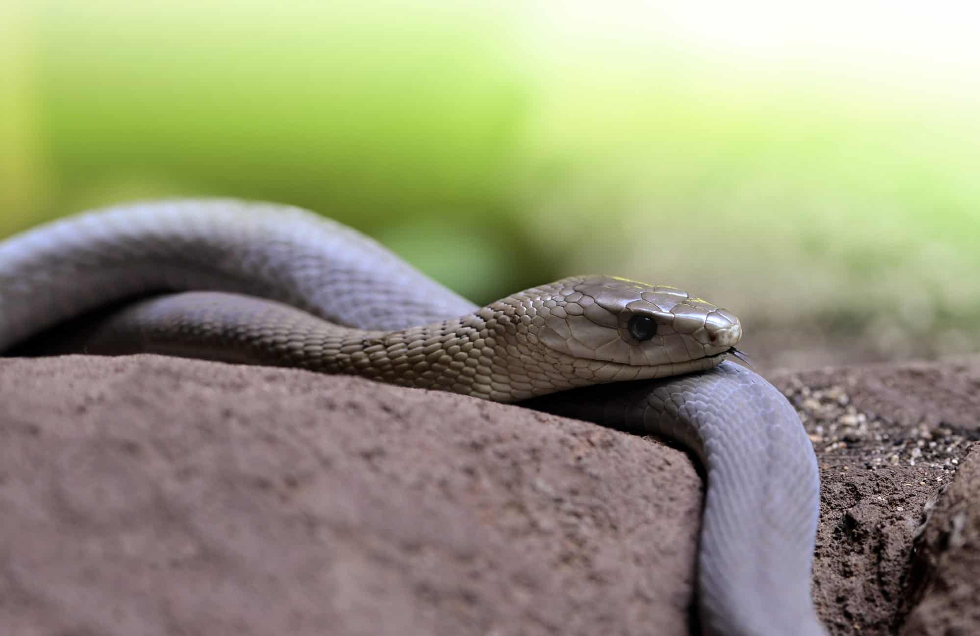 The Speed and Venom of the Black Mamba: A Snake to Avoid - Animals ...