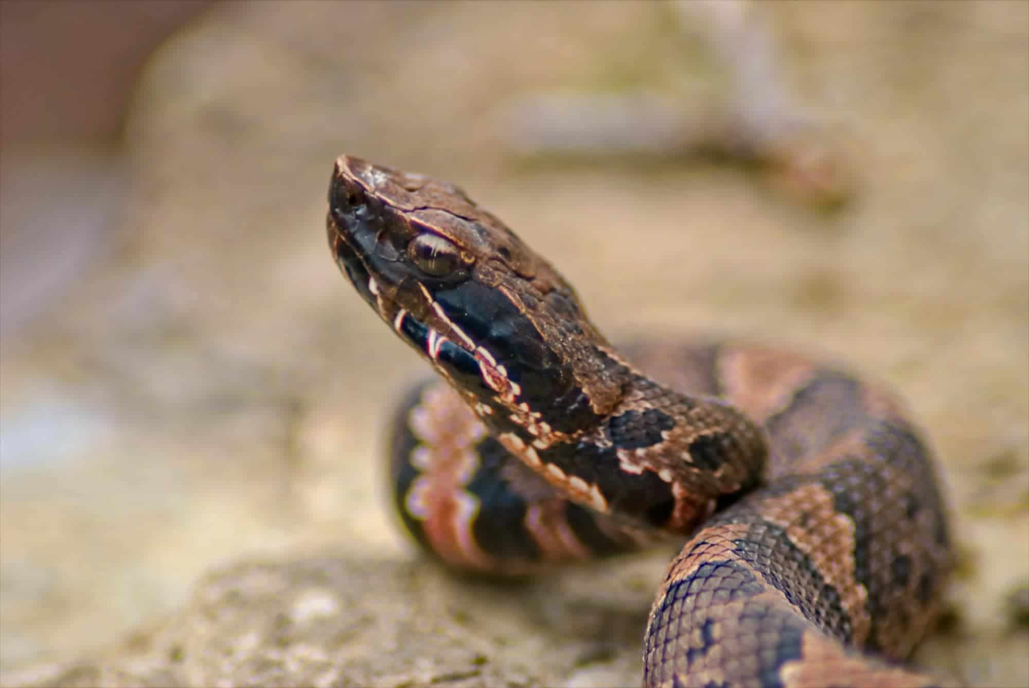 Georgia’s Most Dangerous Snakes and Where They’re Hiding - Animals ...