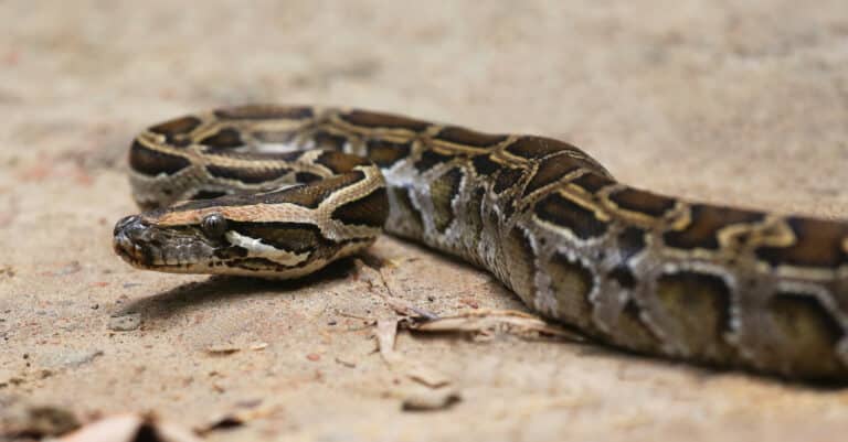 Florida’s Invasive Python Problem Is Getting Worse, and Scientists Are ...