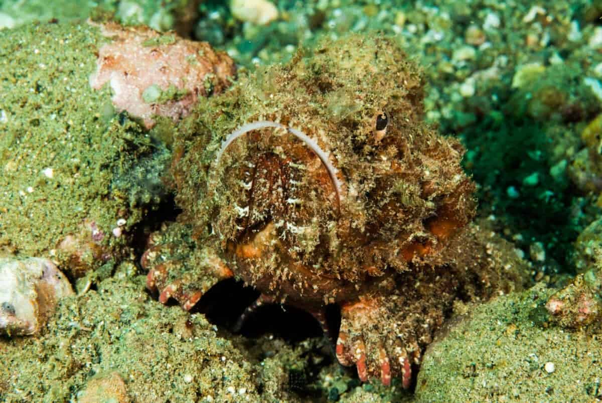 Everything You Need To Know About Treating A Stonefish Sting Animals
