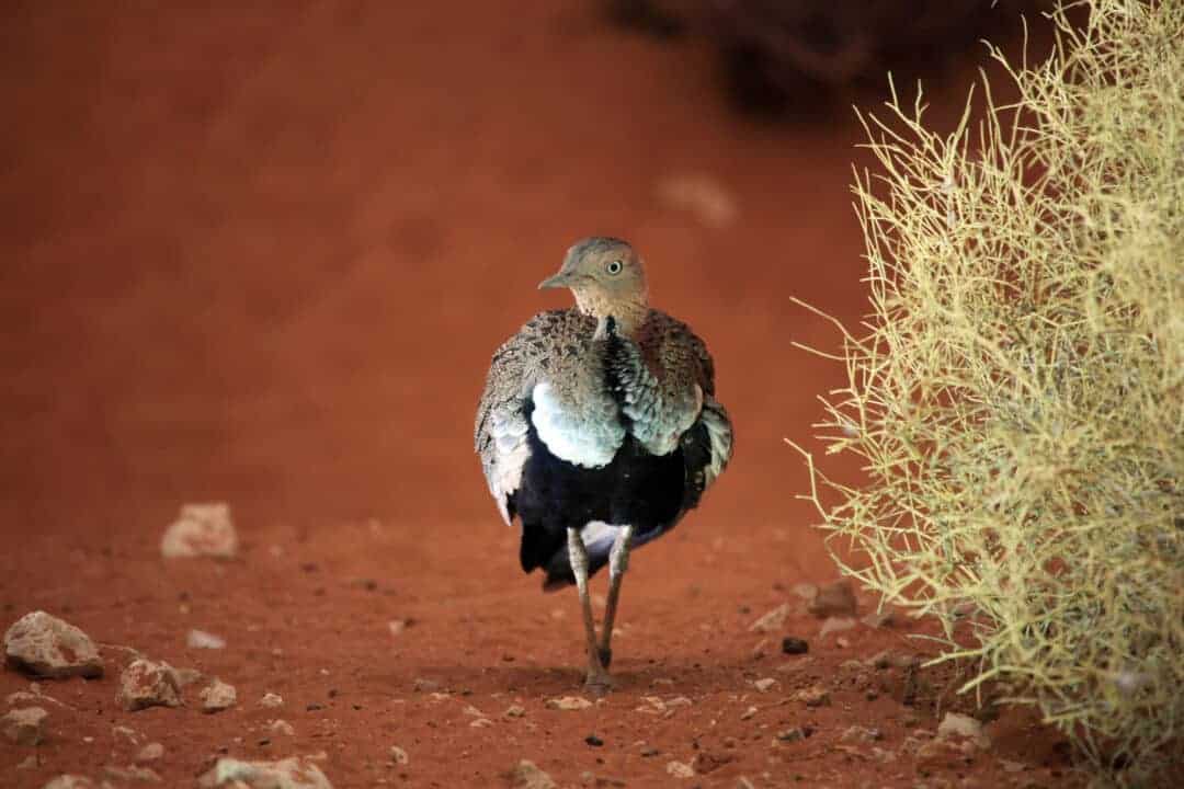 The Heaviest Bird Capable of Flight - Animals Around The Globe