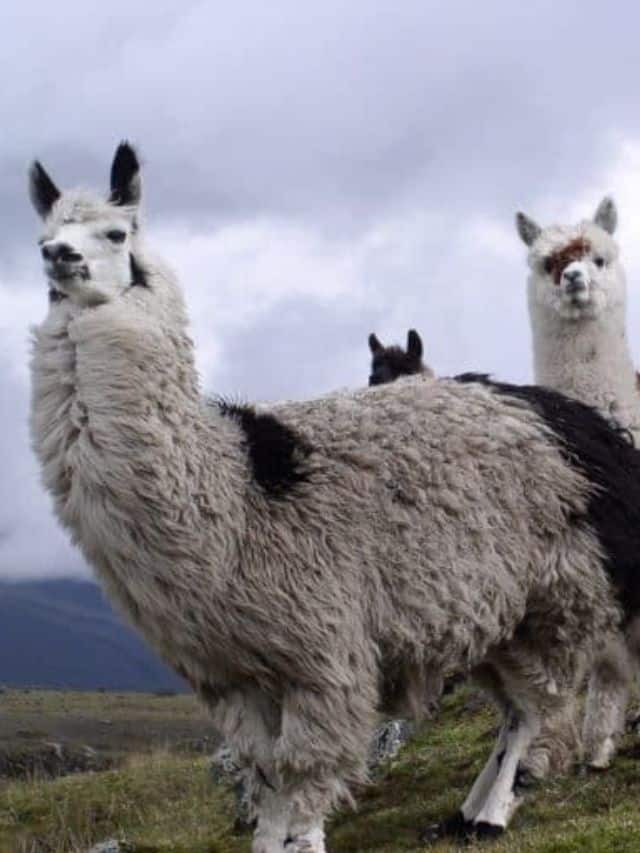Animales que comienzan con L - Animales alrededor del mundo