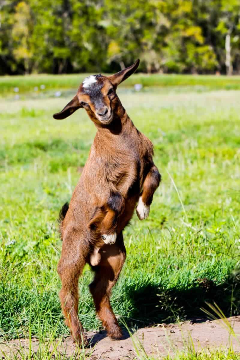 Pygmy Goats - The Perfect Farm Pet - Animals Around The Globe