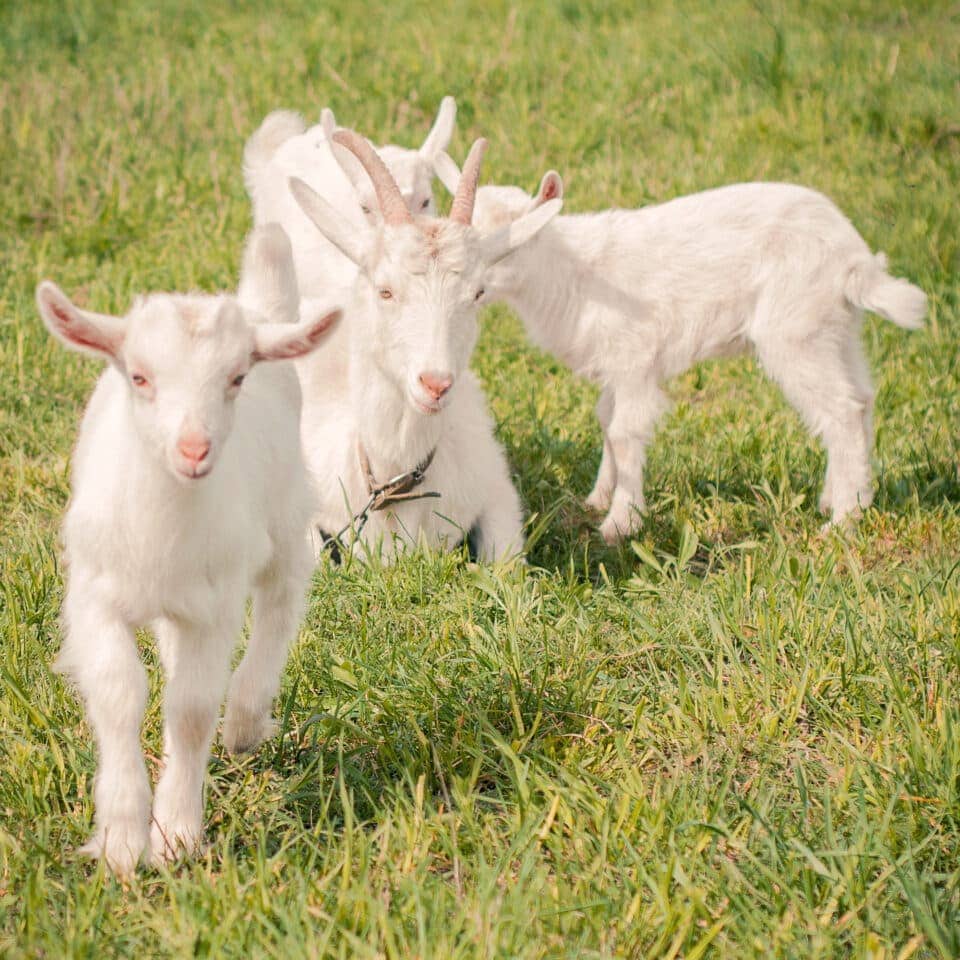 Cabras pigmeas: la mascota de granja perfecta - Animals Around The Globe