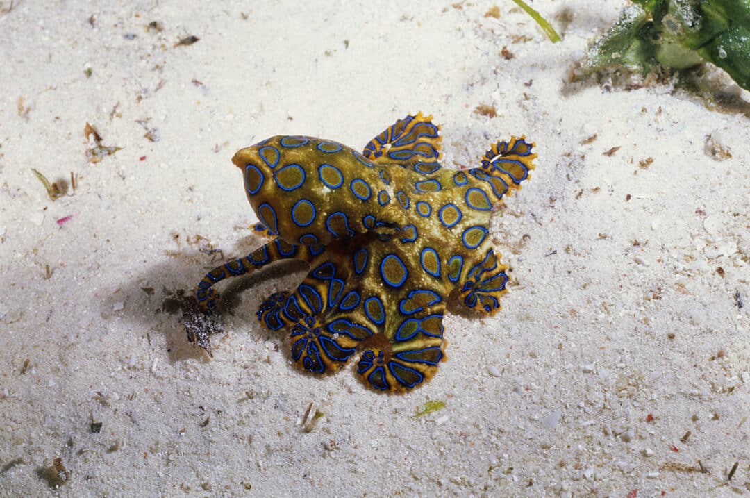 Exploring the Mysteries and Dangers of the Blue-Ringed Octopus ...