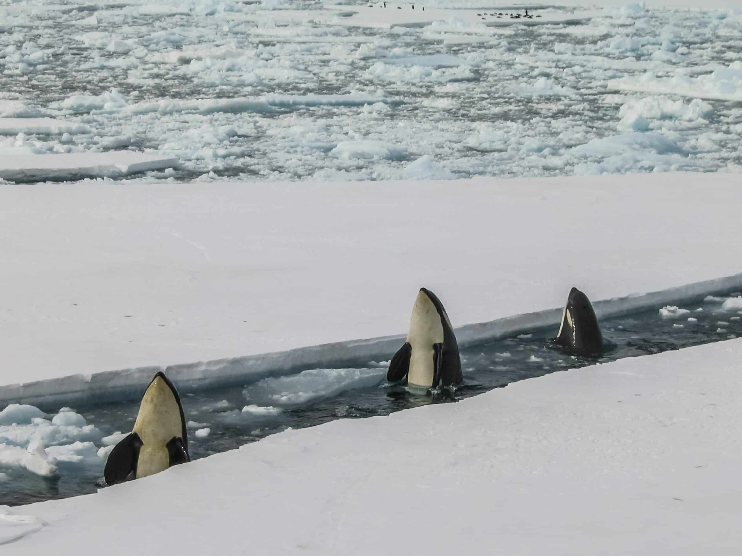 The Largest Orca - Animals Around The Globe