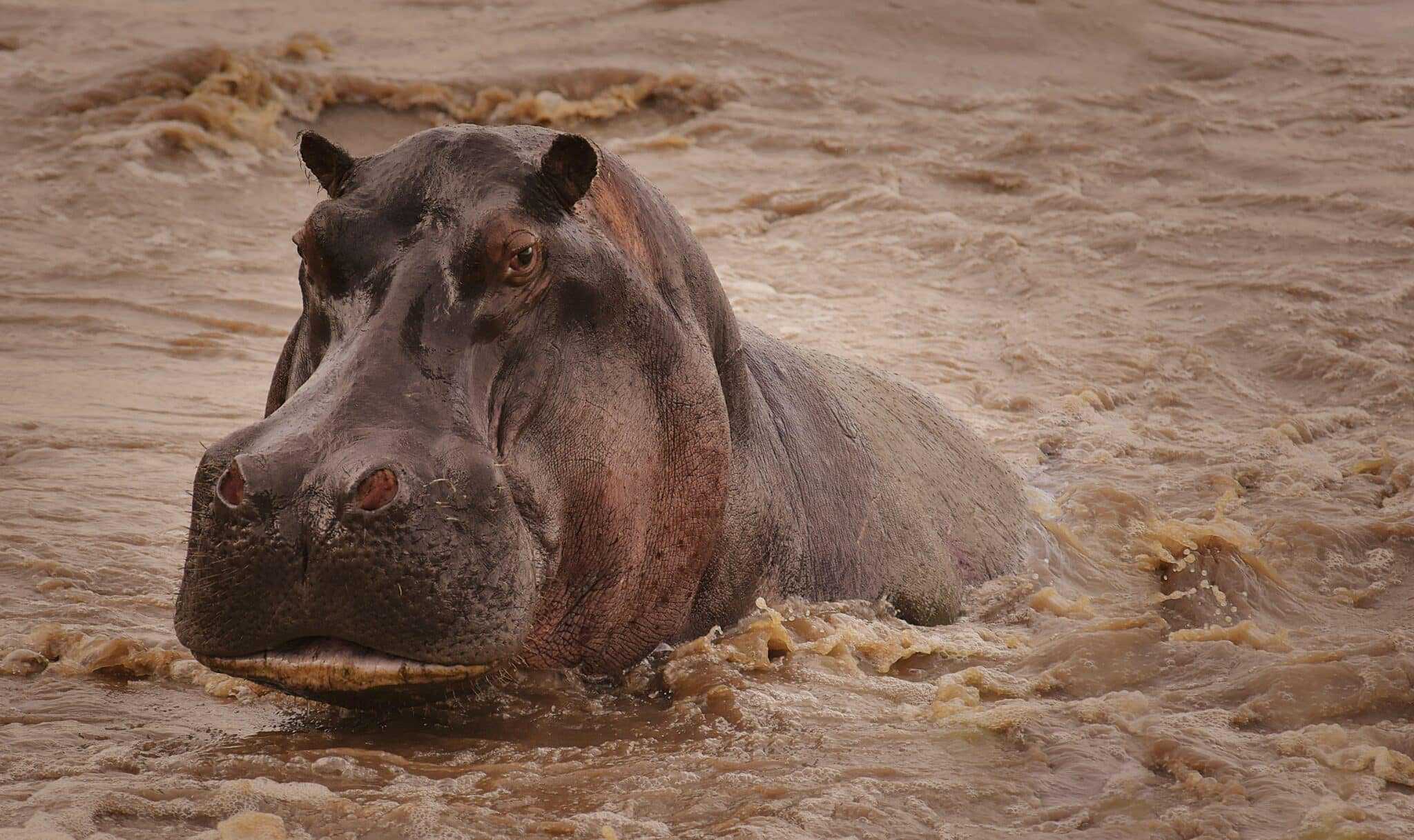 13 Reasons Why Hippos Are Africa’s Most Dangerous Mammals - Animals ...