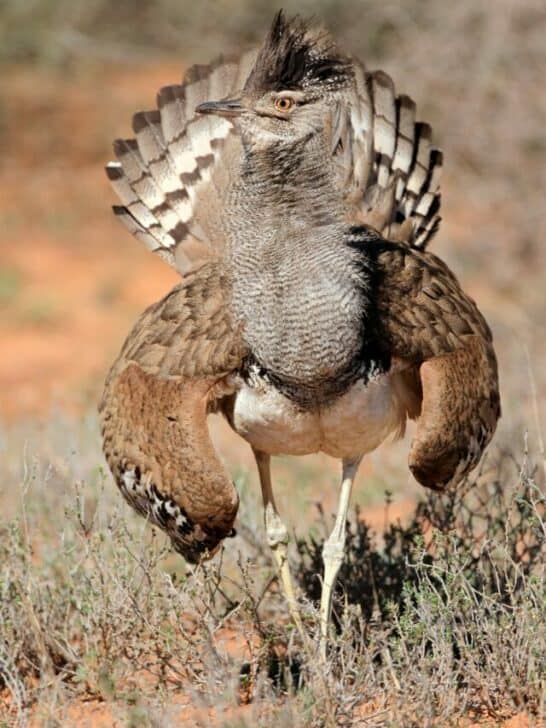 The Heaviest Bird Capable of Flight - Animals Around The Globe