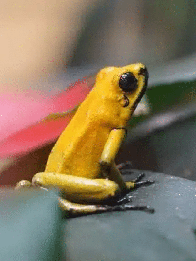 Maravíllate ante los animales amarillos más impresionantes - Animales ...