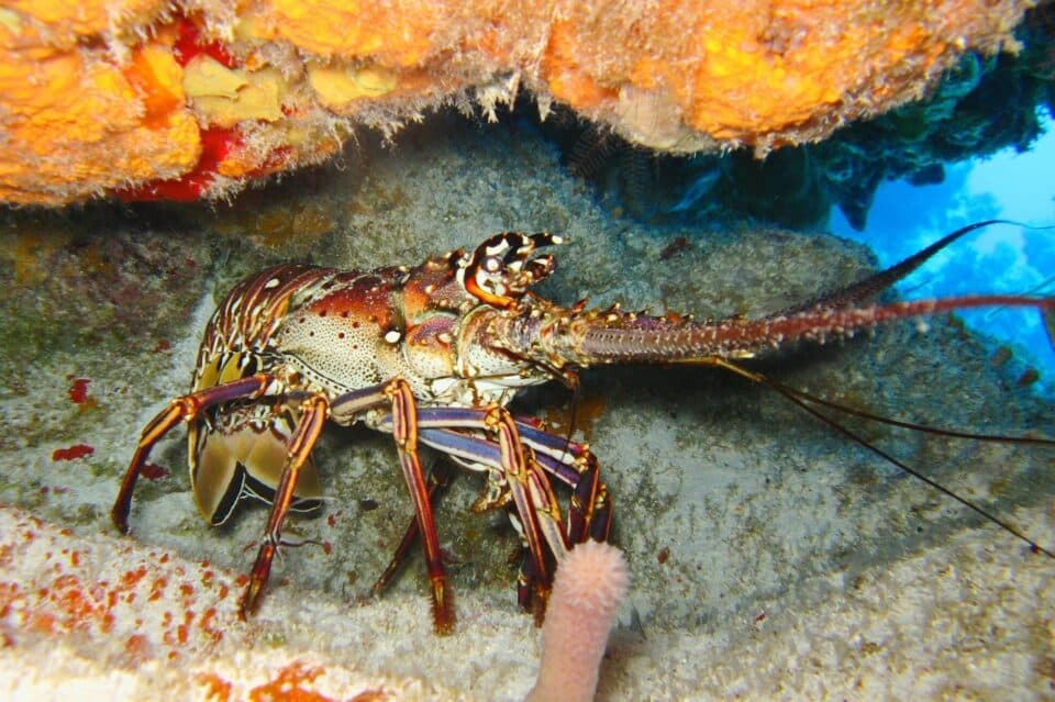 Extremely Rare Blue Lobster Found Off Coast of English Village ...
