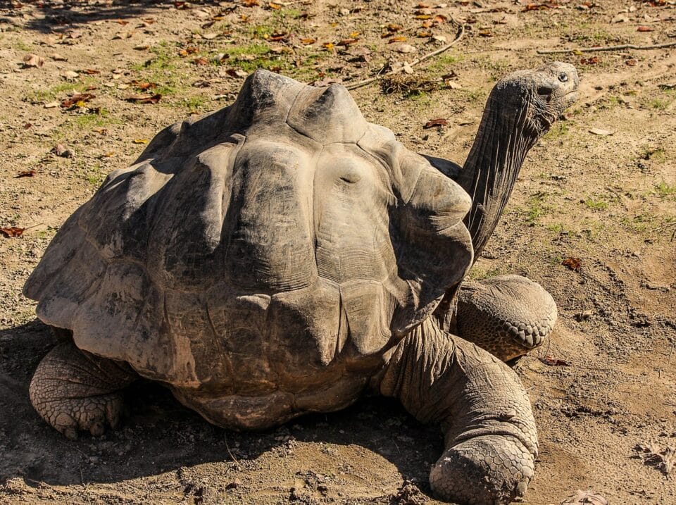 The Oldest Turtle Ever Found Could Be Over 500 Years Old