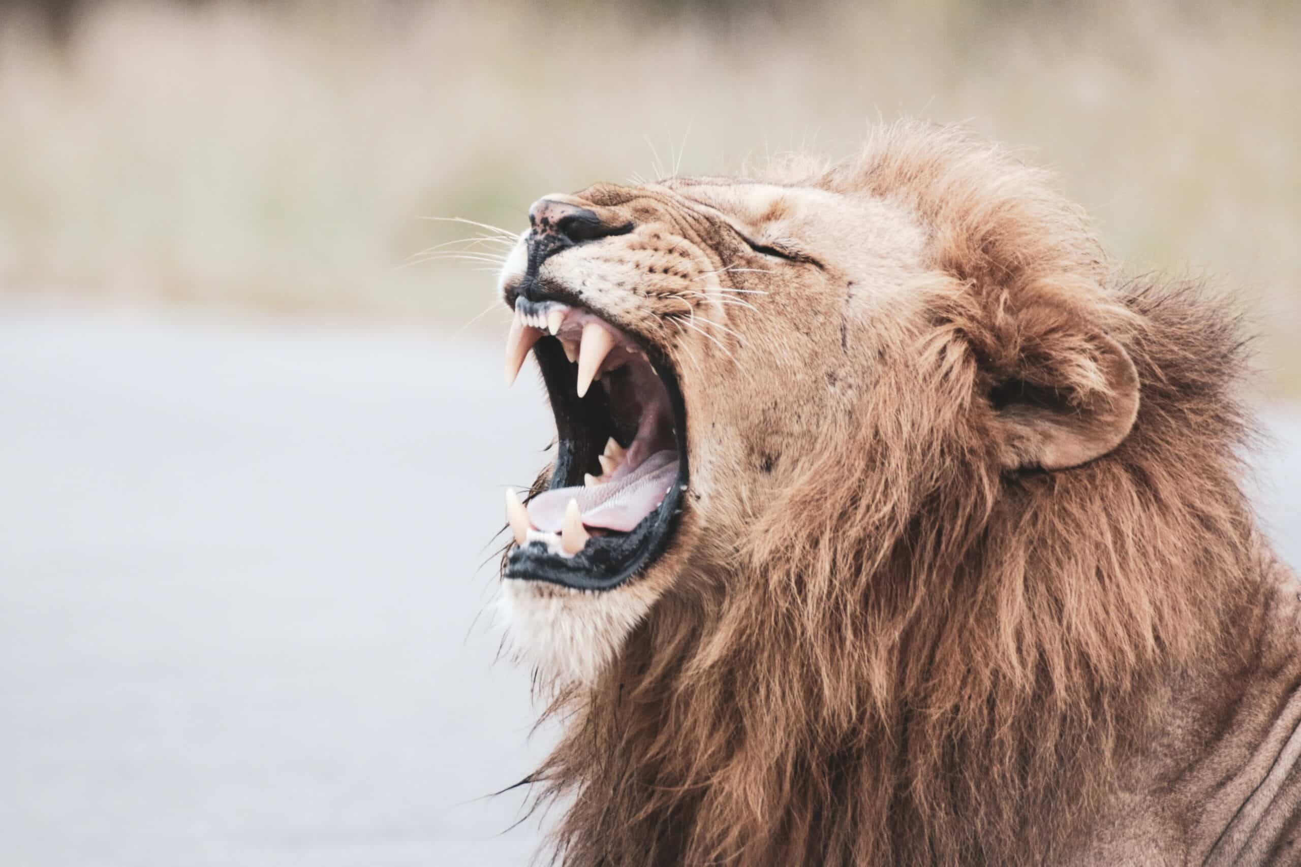 Desperate Three-Legged Lion Swims Record-breaking Distance Through ...