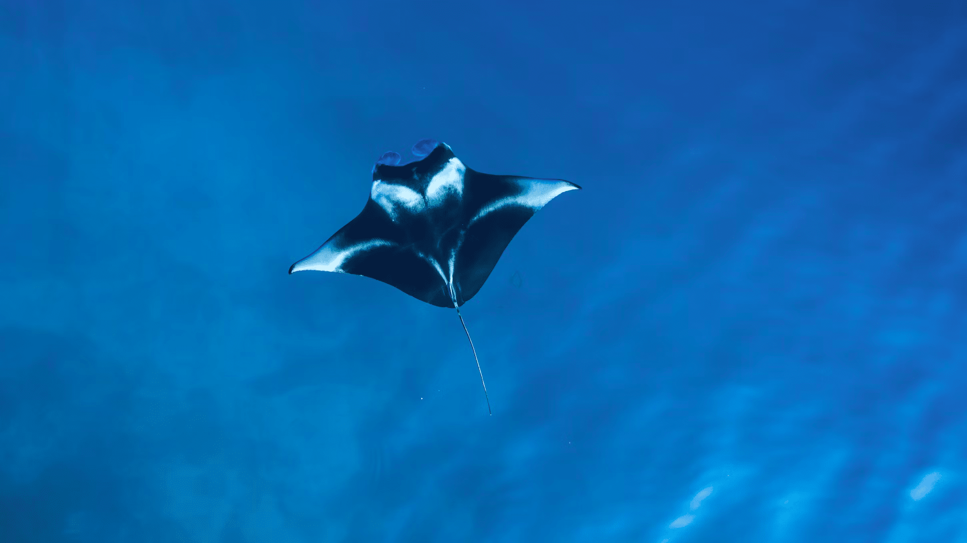 The Heaviest Manta Ray Ever Recorded - Animals Around The Globe