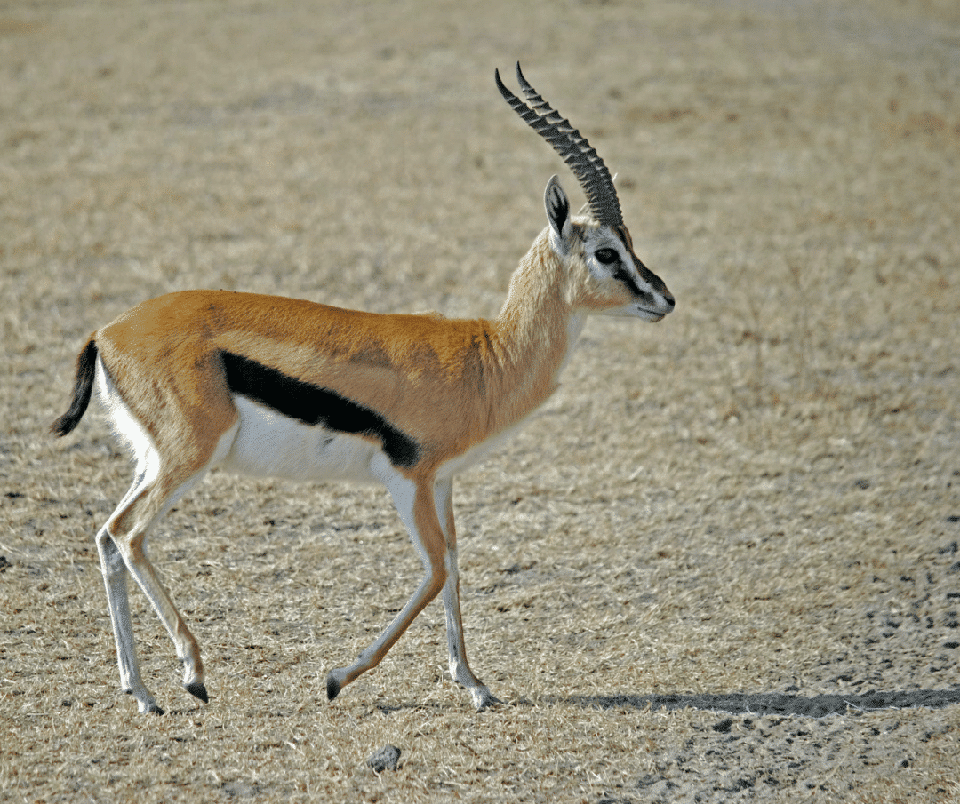 Watch: Gazelle Outrun Cheetah in a High-Speed Chase - Animals Around ...