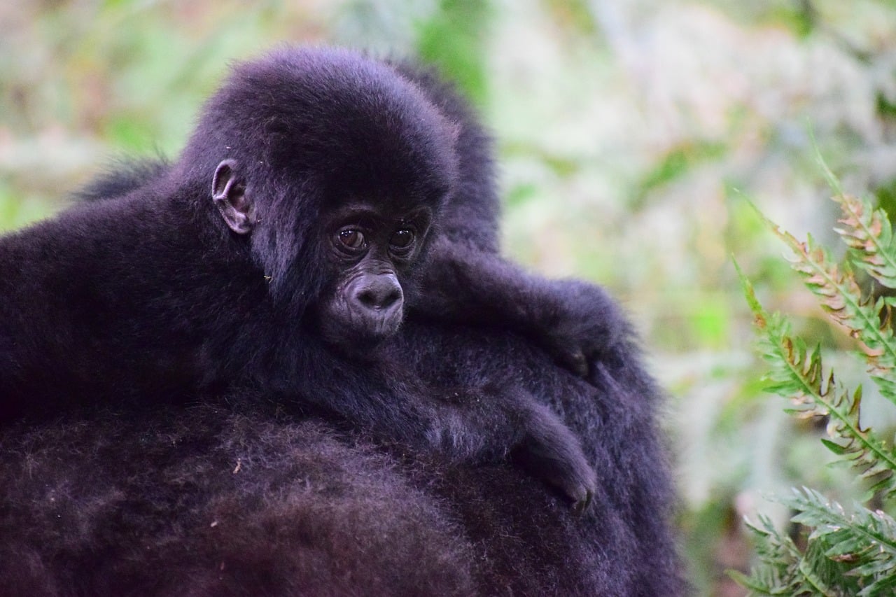 Baby Gorilla Transferred to Foster Parents at Cleveland Zoo - Animals ...
