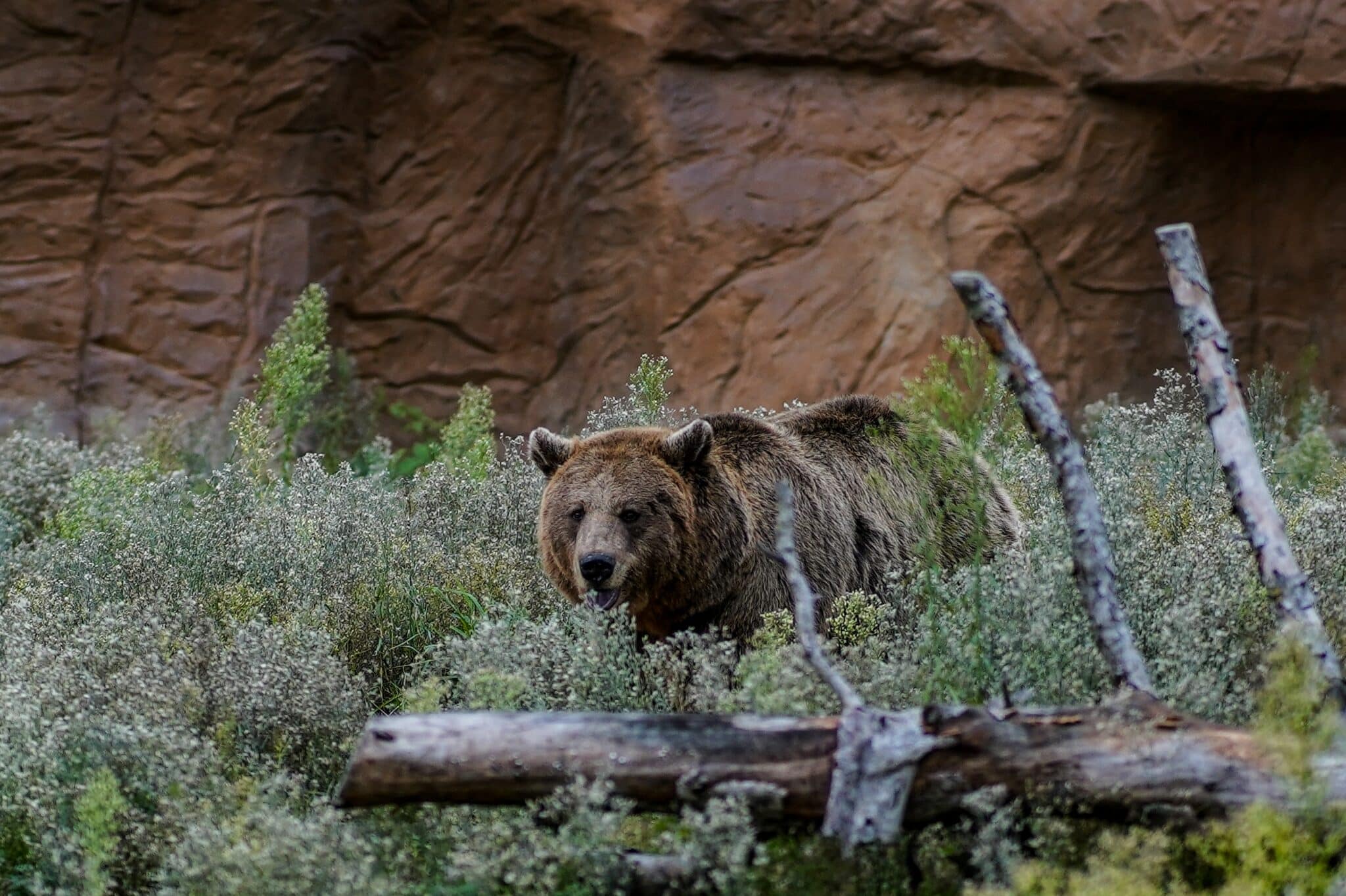 The Largest Brown Bear Recorded (1,500 lb) - Animals Around The Globe