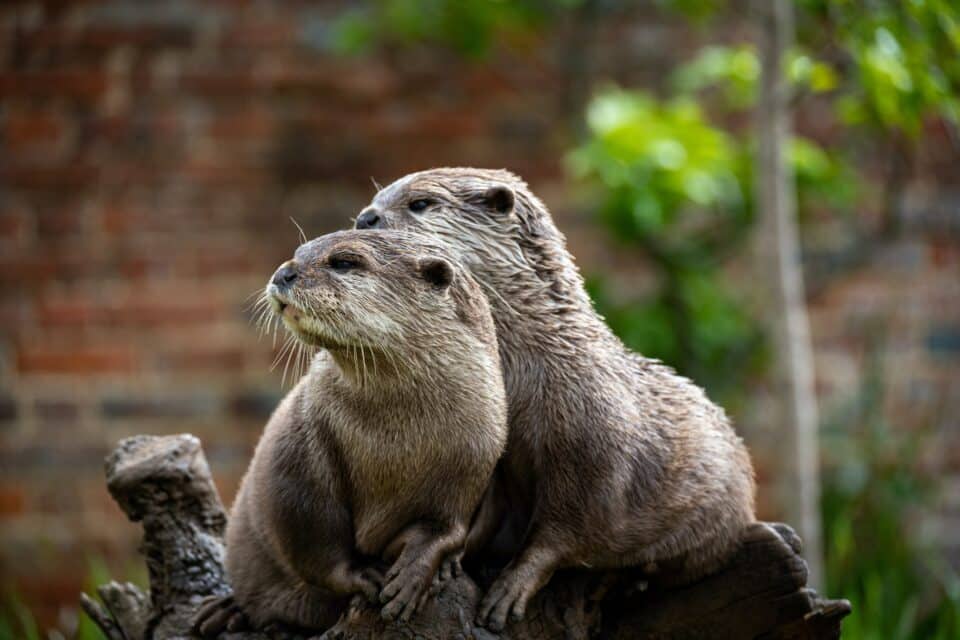 The Biggest Otter Ever Found - Animals Around The Globe