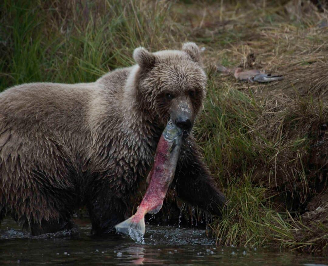 The Largest Bear Ever Encountered in U.S. Wilderness
