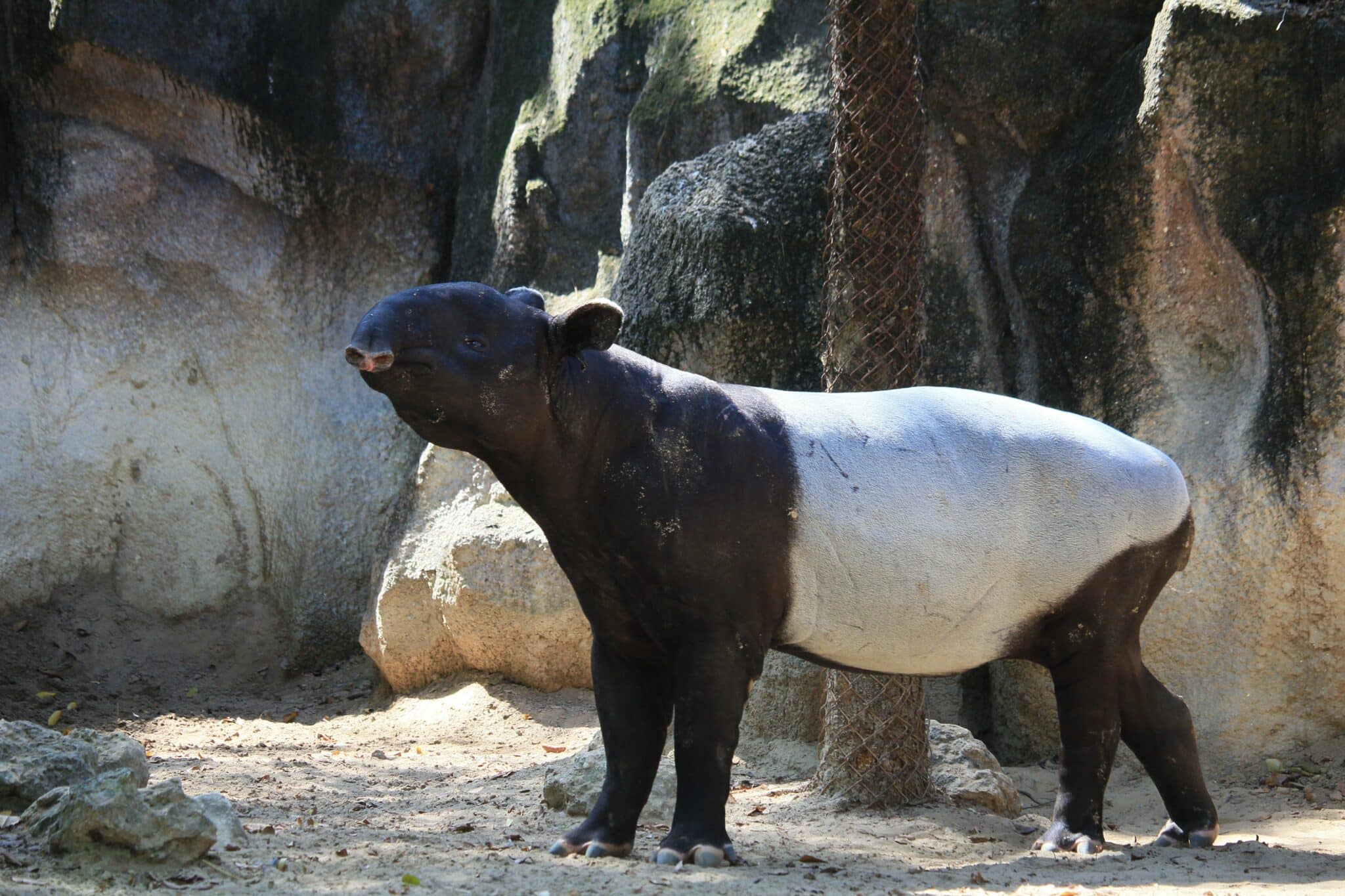 Top 10 Animals and Wildlife in Thailand - Animals Around The Globe