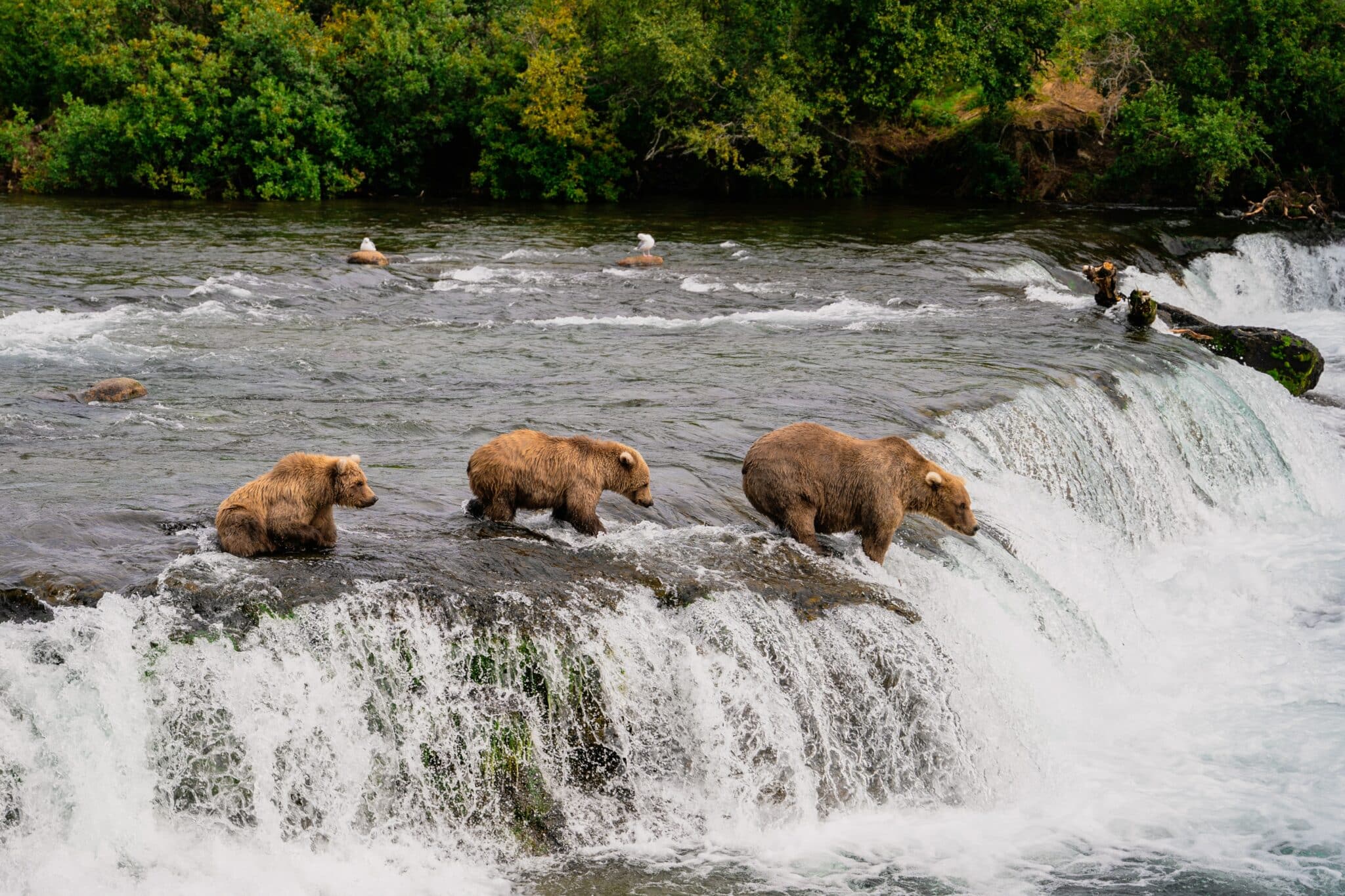 The Largest Brown Bear Recorded (1,500 lb) - Animals Around The Globe