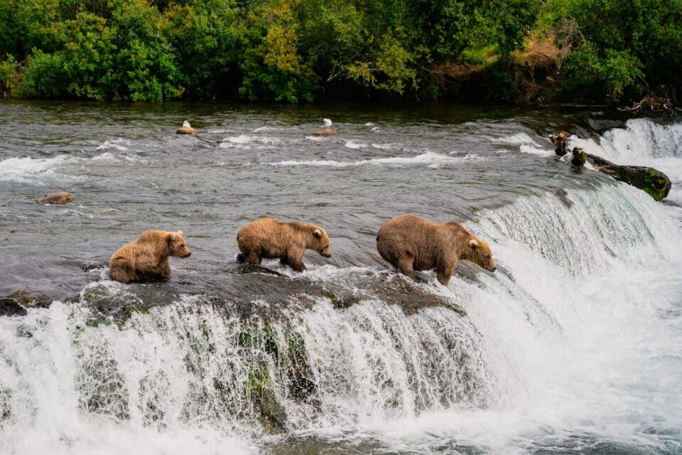 The Largest Brown Bear Recorded (1,500 lb) - Animals Around The Globe