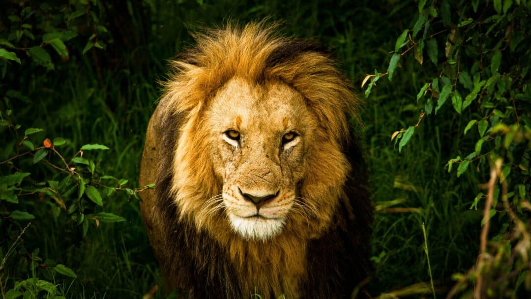 Desperate Three-Legged Lion Swims Record-breaking Distance Through ...