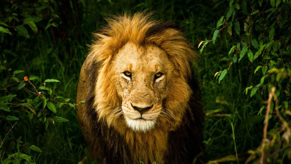 Desperate Three-Legged Lion Swims Record-breaking Distance Through ...