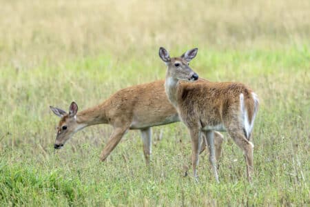 How White-Tailed Deer Became America’s Most Abundant Wild Mammal