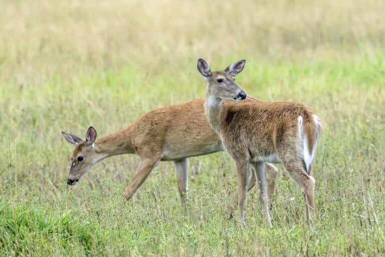 How White-Tailed Deer Became America’s Most Abundant Wild Mammal