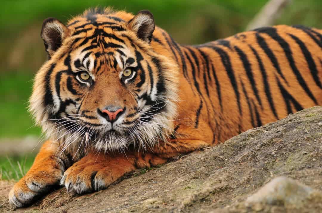 Saving Sumatra’s Endangered Sunda Tiger - Animals Around The Globe