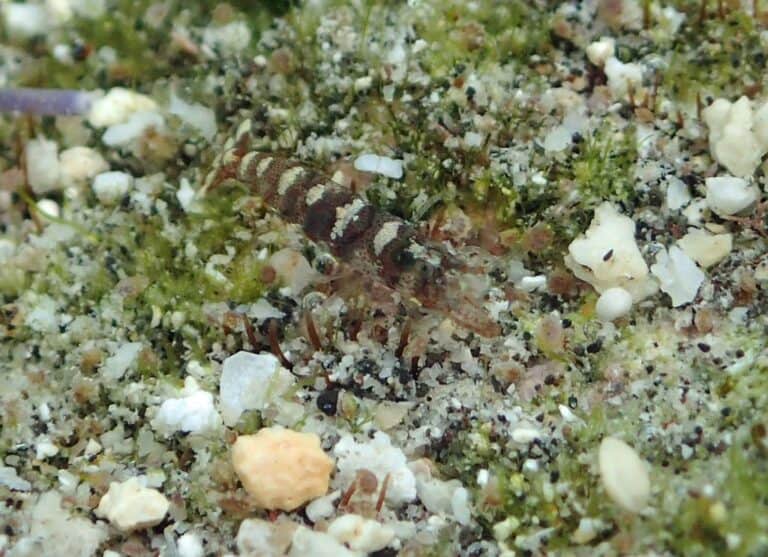 How the Pistol Shrimp Wields a Sonic Weapon - Animals Around The Globe