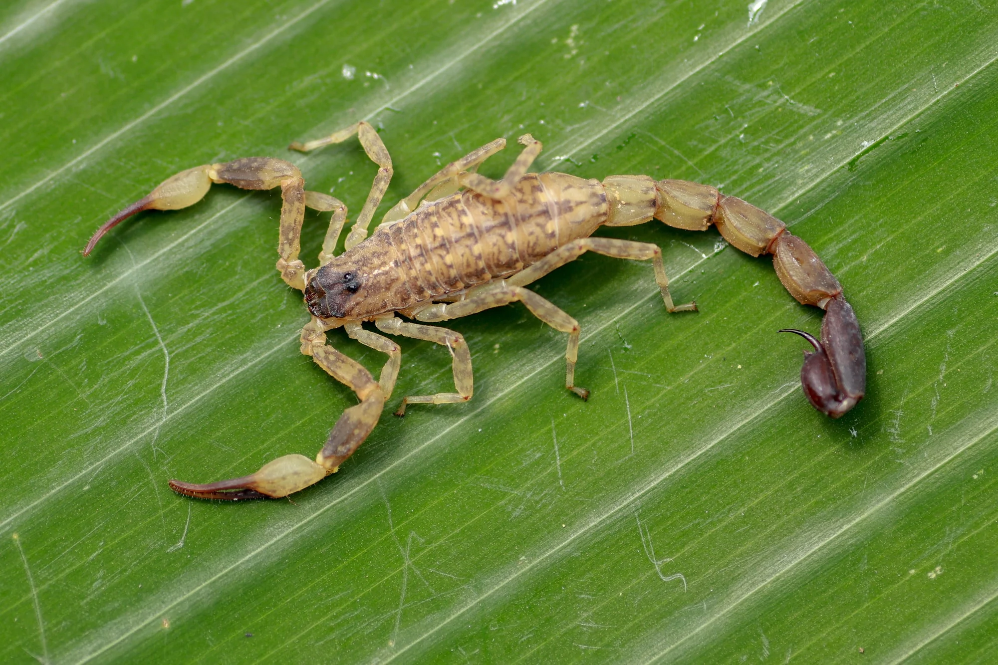 Watch Out! Scorpions Spotted in These 29 States - Animals Around The Globe