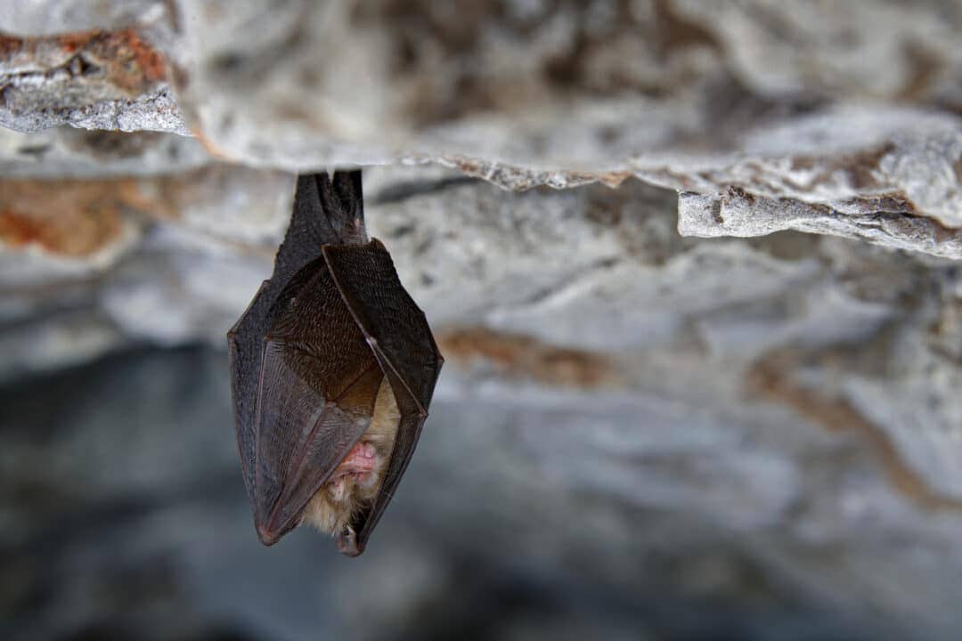 The Secret Caves Where Endangered Bats Still Thrive