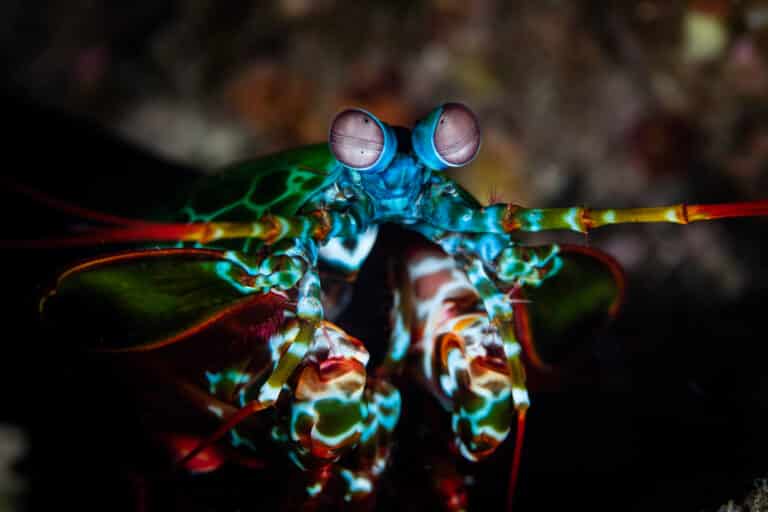 The Shrimp That Punches Like a Bullet