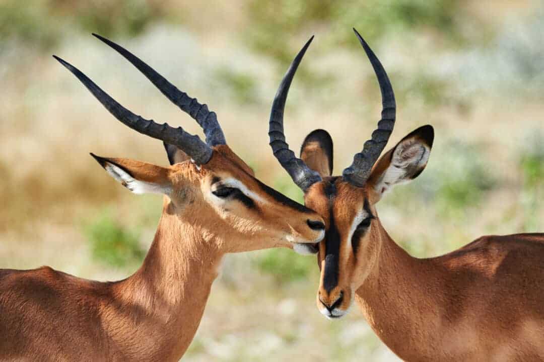 Animals That Start With I - Full List, Images and Facts