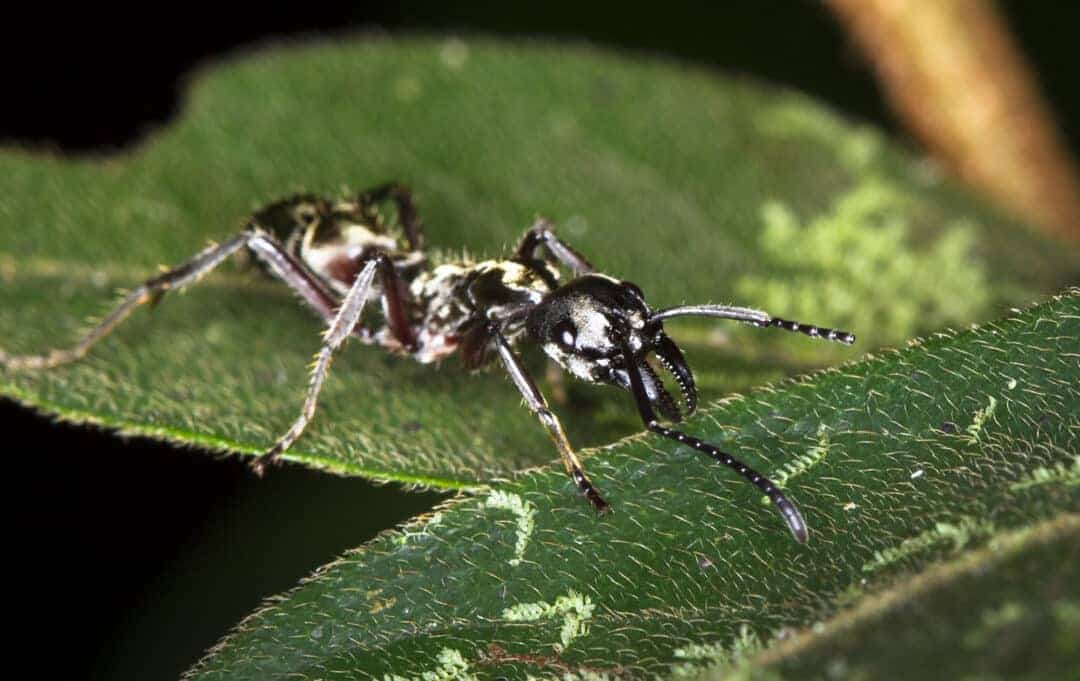 The Top 21 Most Dangerous Predators Found in the Amazon Rainforest ...