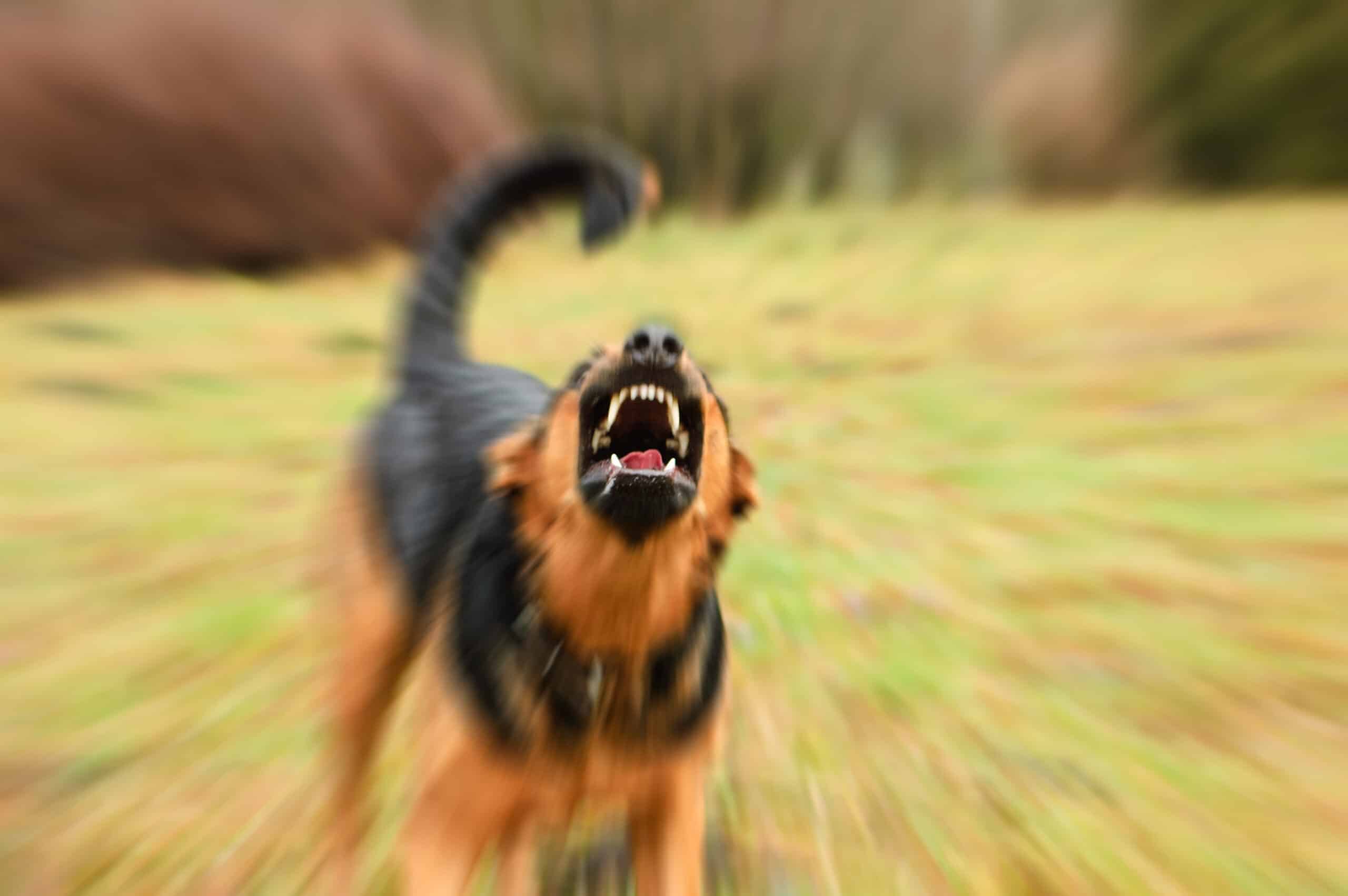 The Surprising Intelligence of Grumpy Dogs: A Comprehensive Study ...