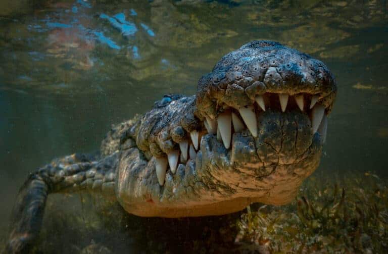 The Most Powerful Bite Force In the Animal Kingdom - Animals Around The ...