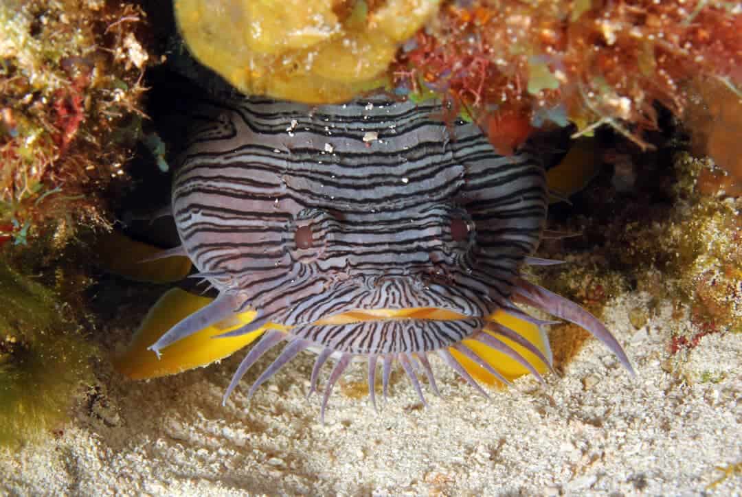 The Fish That Builds Nests - Animals Around The Globe