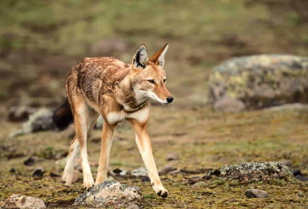 How a Forgotten Wolf Species Was Rediscovered in the Wild - Animals ...