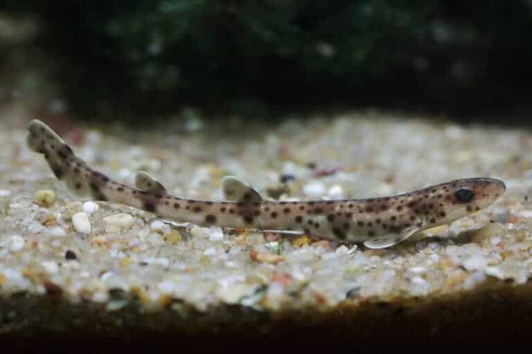 14 Deep Sea Sharks That Glow, Glide, or Go Unseen - Animals Around The ...