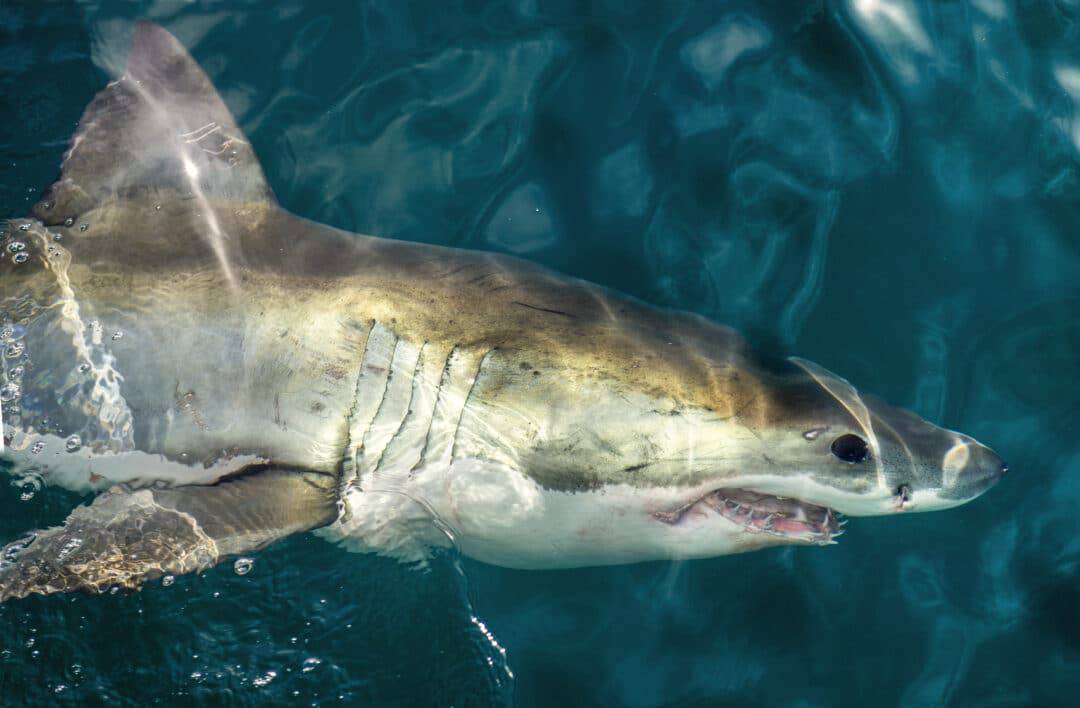 The Chilling Reason for the Increase in Global Shark Attacks - Animals ...