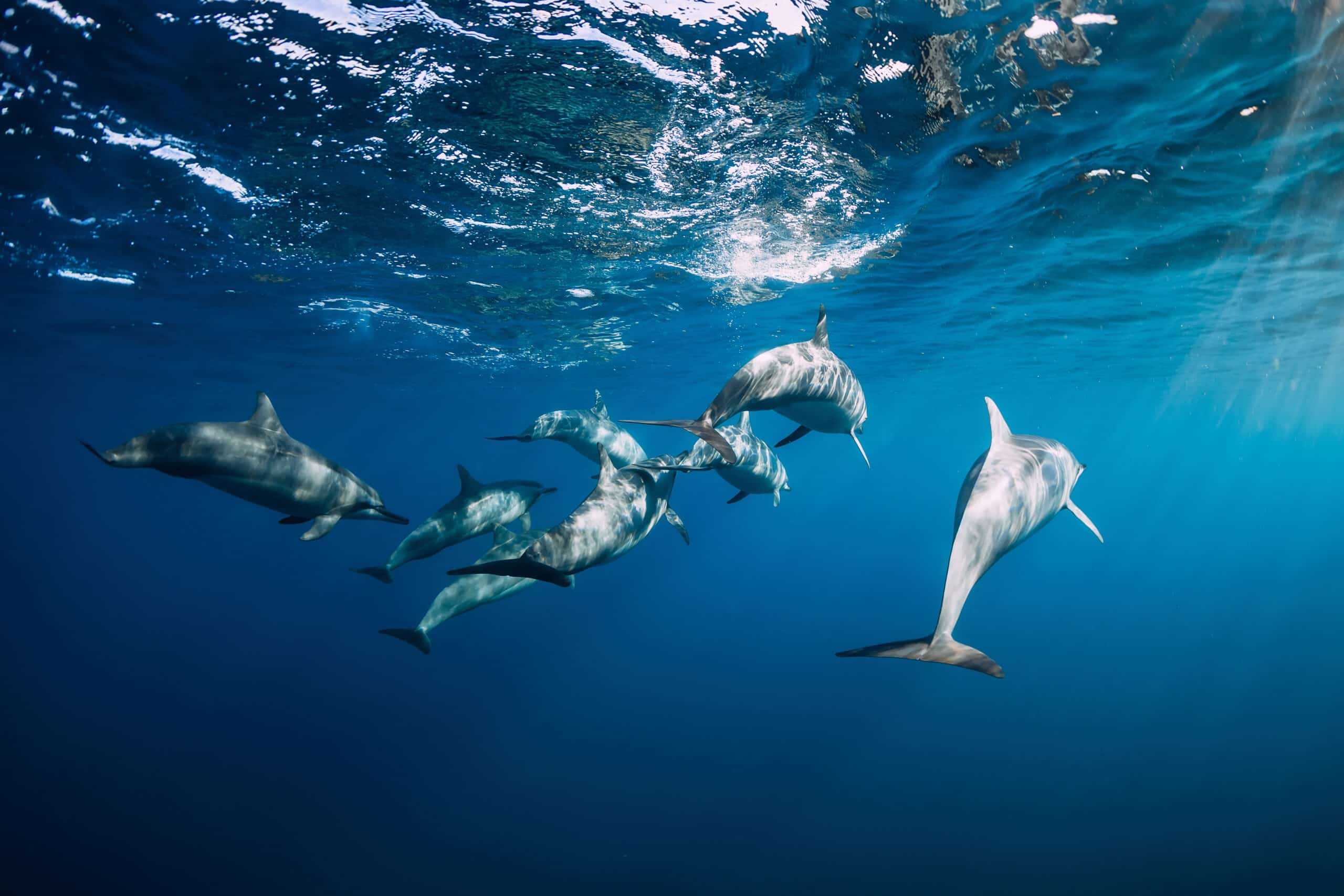 12 Cutest Baby Animals Found in the Ocean - Animals Around The Globe